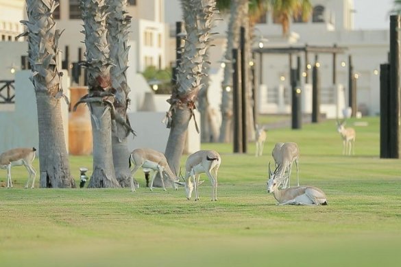 Al Maya Island & Resort - Abu Dhabi's Hidden Gem