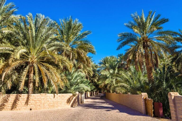 Discover Al Ain: A Perfect Day Trip from Abu Dhabi to the Oasis City